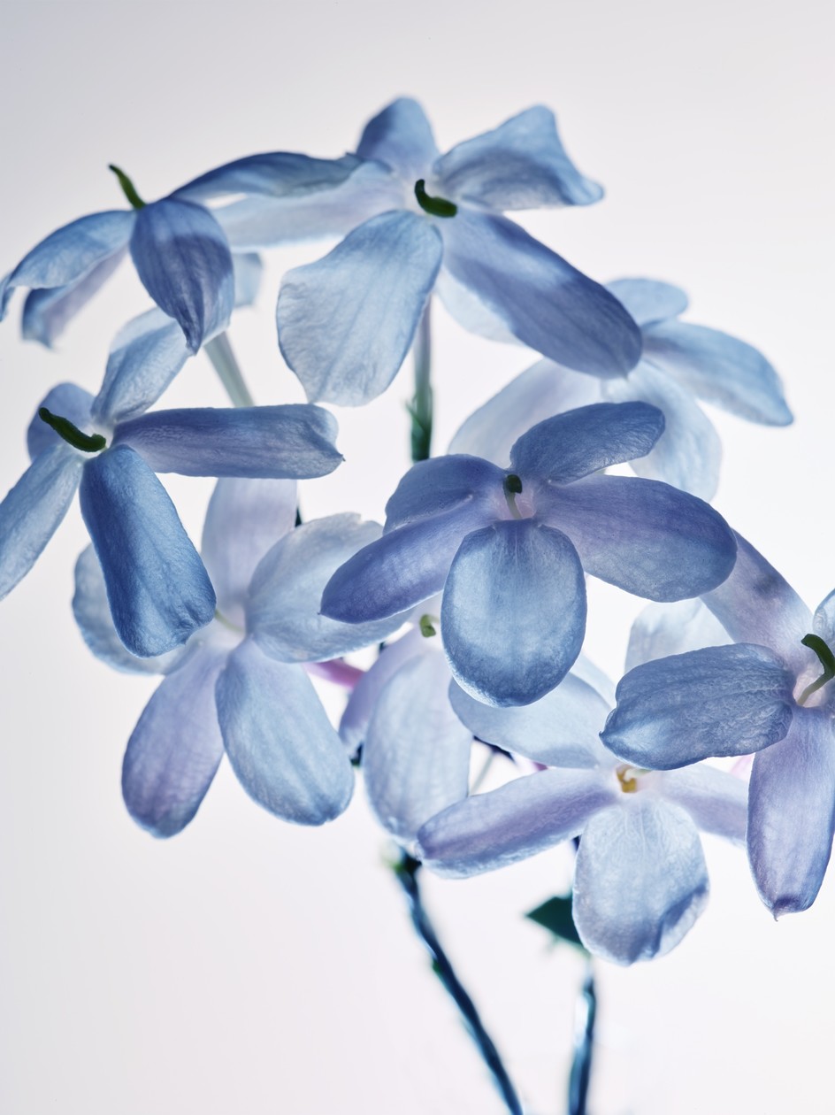 Candice Milon > Photography > Blue Jasmine | Margot de Roquefeuil ...